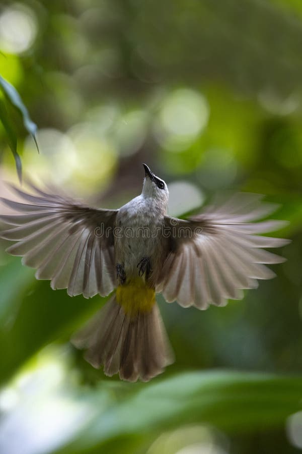 Yellow - vented Bulbul stock photo. Image of branch - 199042452