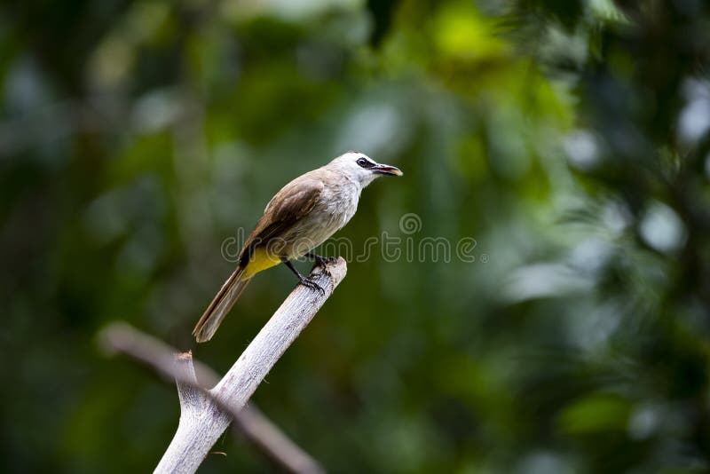 Yellow - vented Bulbul stock photo. Image of southeastern - 182614058