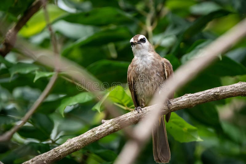 Yellow-vented Bulbul, Pycnonotus Goiavier Stock Image - Image of animal ...