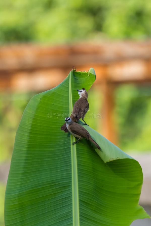 Yellow-vented Bulbul - Pycnonotus Goiavier or Eastern Yellow-vented ...