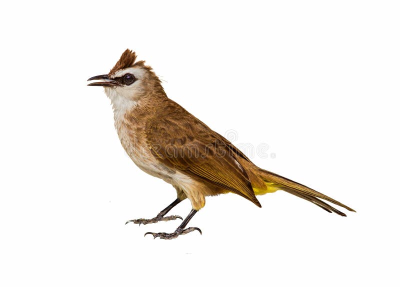 Yellow Vented Bulbul Pycnonotus Goiavier Isolated Stock Photos - Free ...