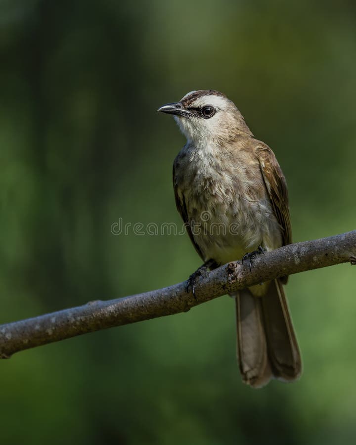 Yellow-vented Bulbul Pycnonotus Goiavier Perching Stock Image - Image ...