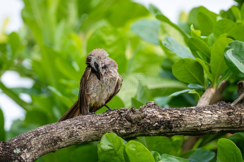 Yellow-vented Bulbul, Pycnonotus Goiavier Stock Image - Image of ...