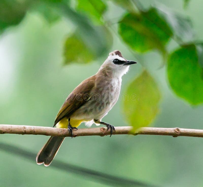 Yellow-vented Bulbul Standing on the Branch of a Tree in the Local Area ...