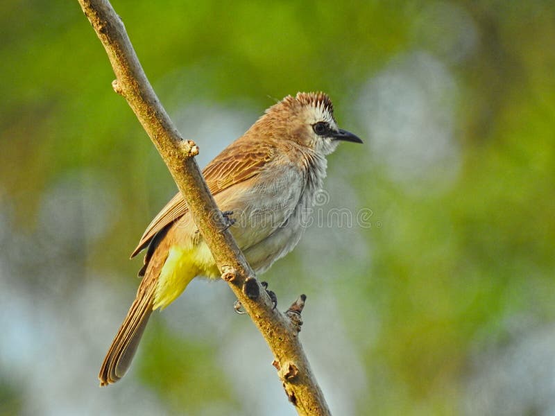 A Yellow vented bulbul stock image. Image of conservation - 180914835