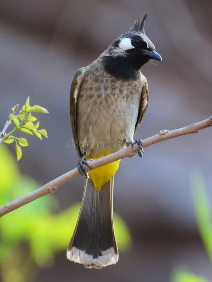 A yellow ventted bulbul stock photo. Image of yellow - 117505190