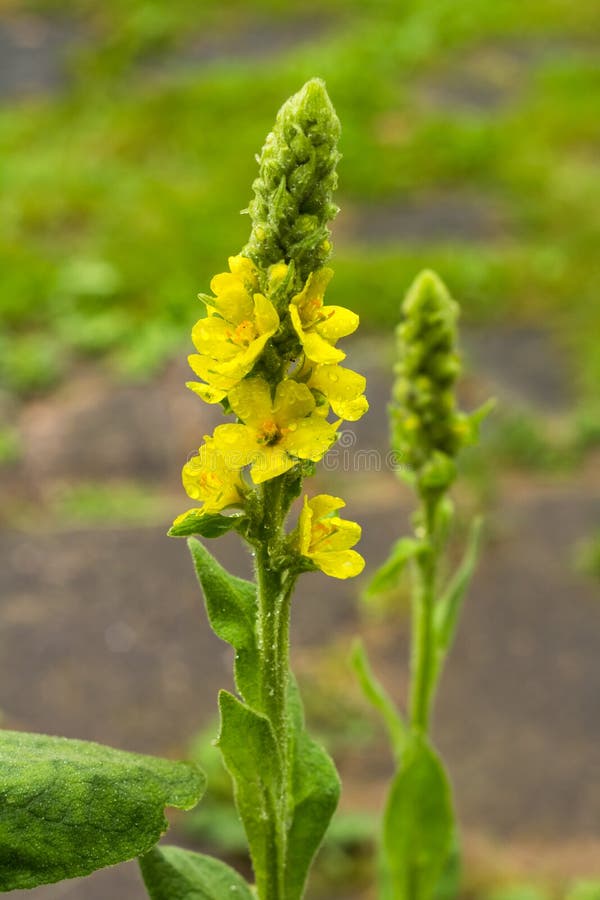 Yellow Verbascum stock photo. Image of landscape, summer - 74882348
