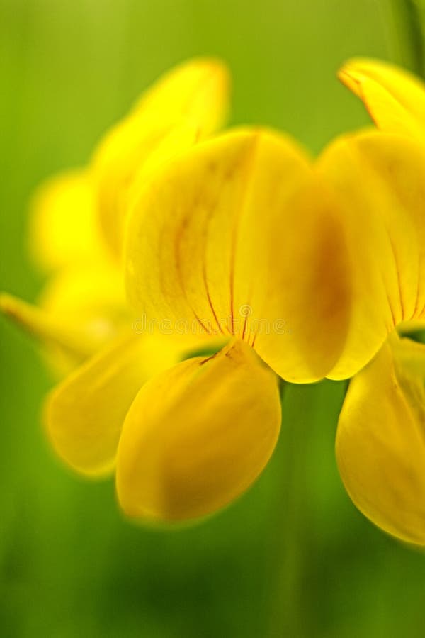 Yellow vetch flower stock photo. Image of blossom, corniculatus - 1219782