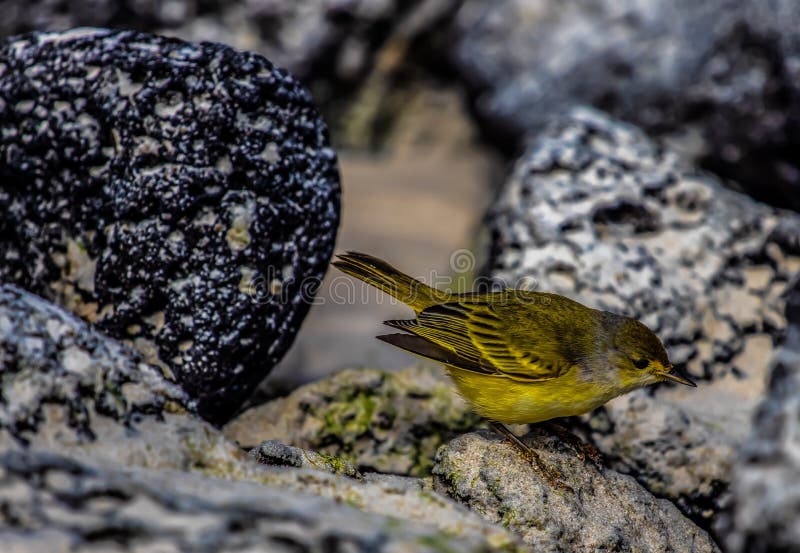 163 Vink Bird Stock Photos - Free & Royalty-Free Stock Photos from ...