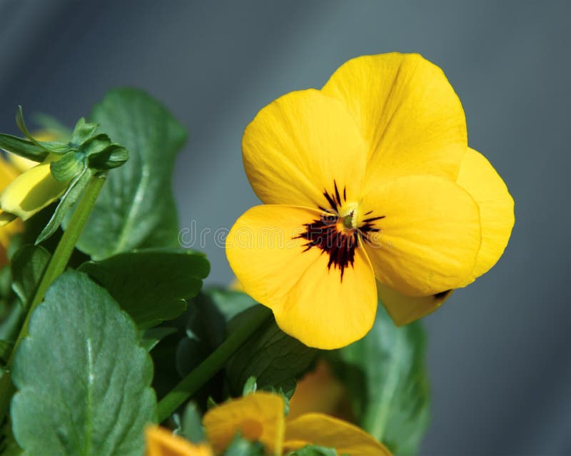 Yellow viola stock image. Image of sunny, spring, yellow - 4711827