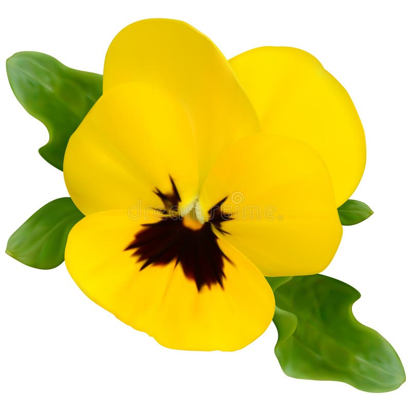 Yellow viola flower stock vector. Illustration of nature - 90374237
