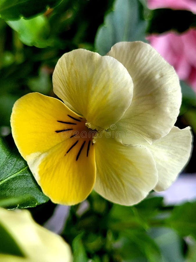 Yellow viola in garden stock image. Image of viola, pastel - 242874757