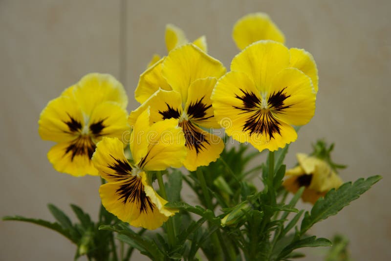 Yellow viola stock image. Image of colored, botanical - 38481459