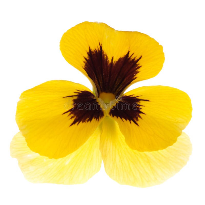 Yellow Violet Flower Isolated on White Stock Photo - Image of ...
