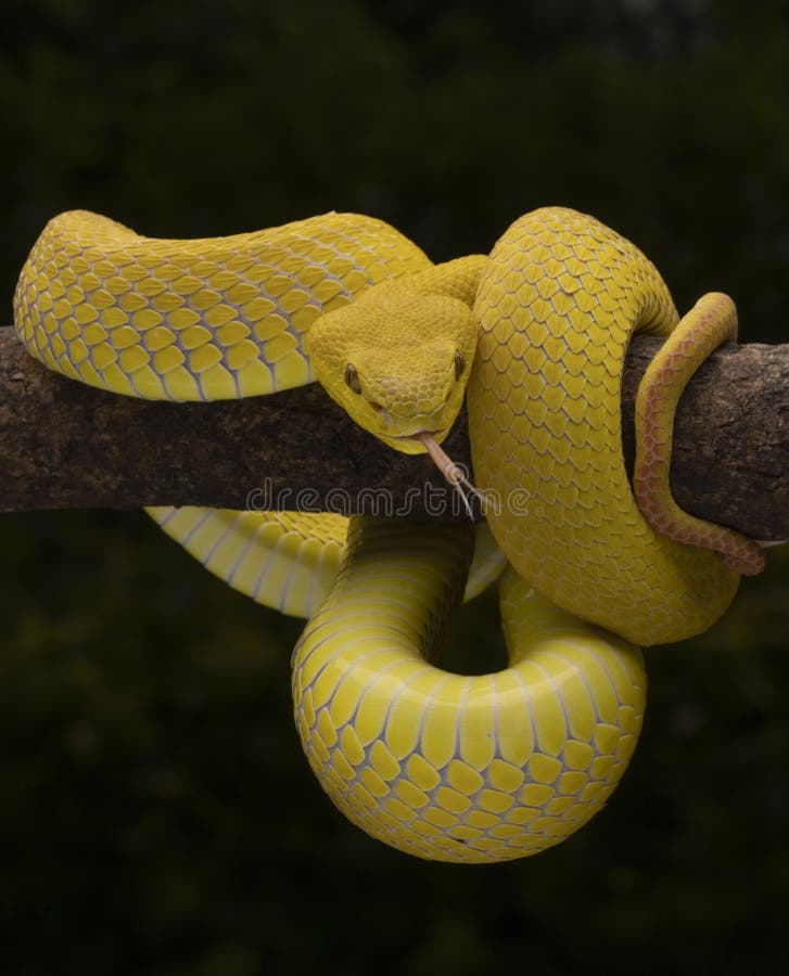 Yellow viper snake stock photo. Image of ballpythonsofinstagram - 310190484