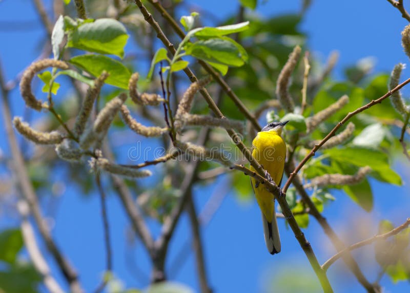 Yellow wagtail stock image. Image of green, tail, outdoors - 19970293