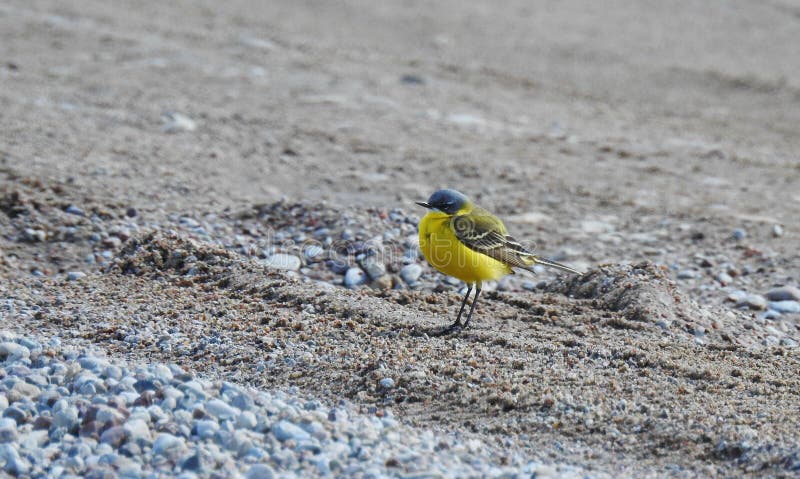 Yellow wagtail bird stock image. Image of gravel, animal - 92283769