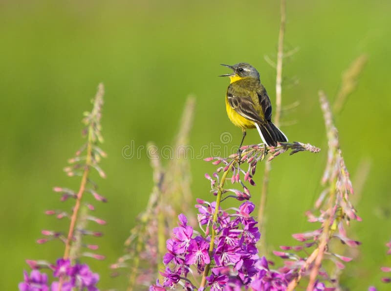 Yellow Wagtail on Fireweed Flower Stock Image - Image of western, bird ...