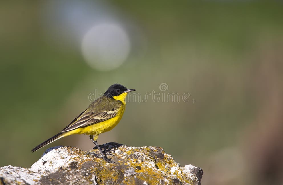 Yellow Wagtail with Green Background Stock Image - Image of beak, bird ...