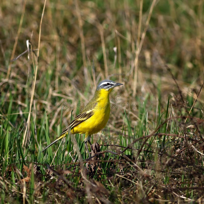 Yellow Wagtail in the Meadow. Stock Photo - Image of green, sitting ...