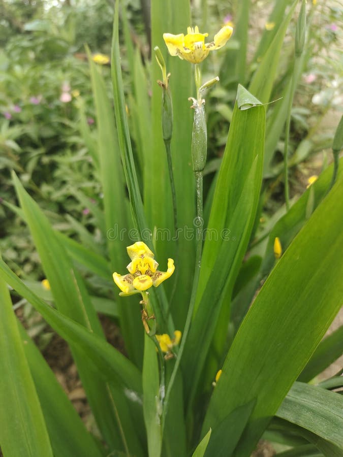 Yellow walking iris stock photo. Image of yellow, iris - 382785194