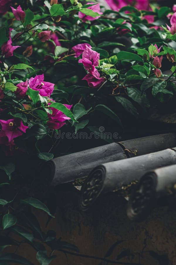 Yellow Walls and Eaves and Triangle Plum Stock Image - Image of blossom ...