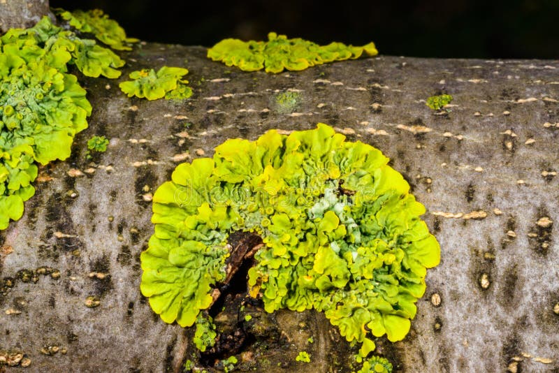 Yellow Wall Lichen Xanthoria Parietina, Widespread Crustose Lichen on ...