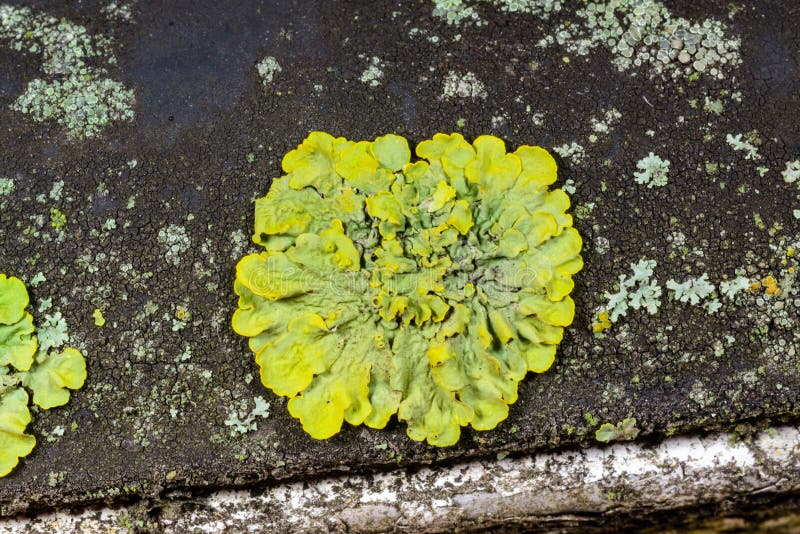 Yellow Wall Lichen Xanthoria Parietina Widespread Crustose Tree ...