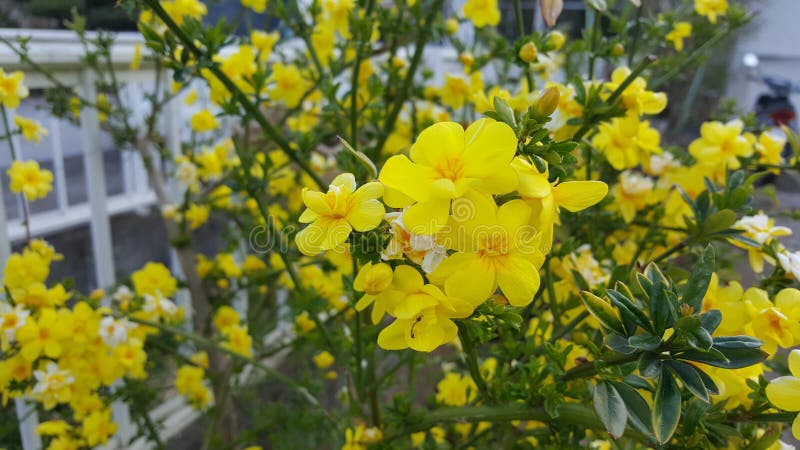 Yellow Wallflower Group stock photo. Image of flora - 145639322