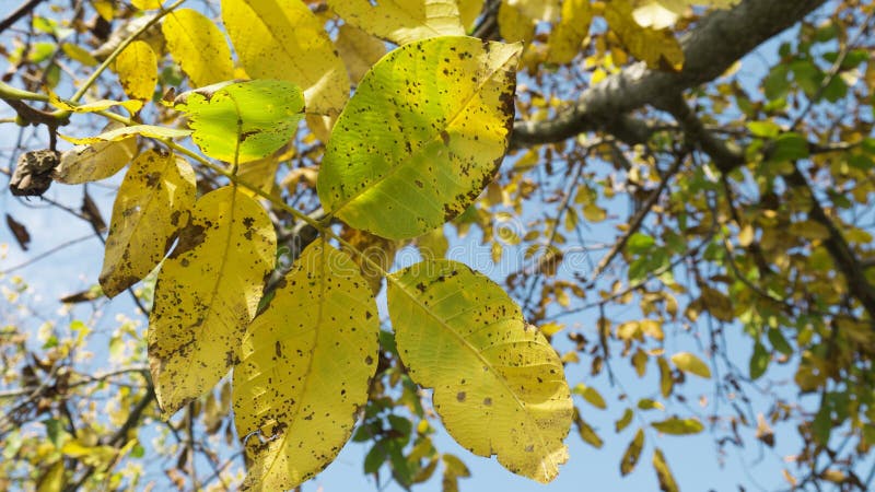 Yellow Walnut Leaves in Autumn Stock Image - Image of october, detail ...