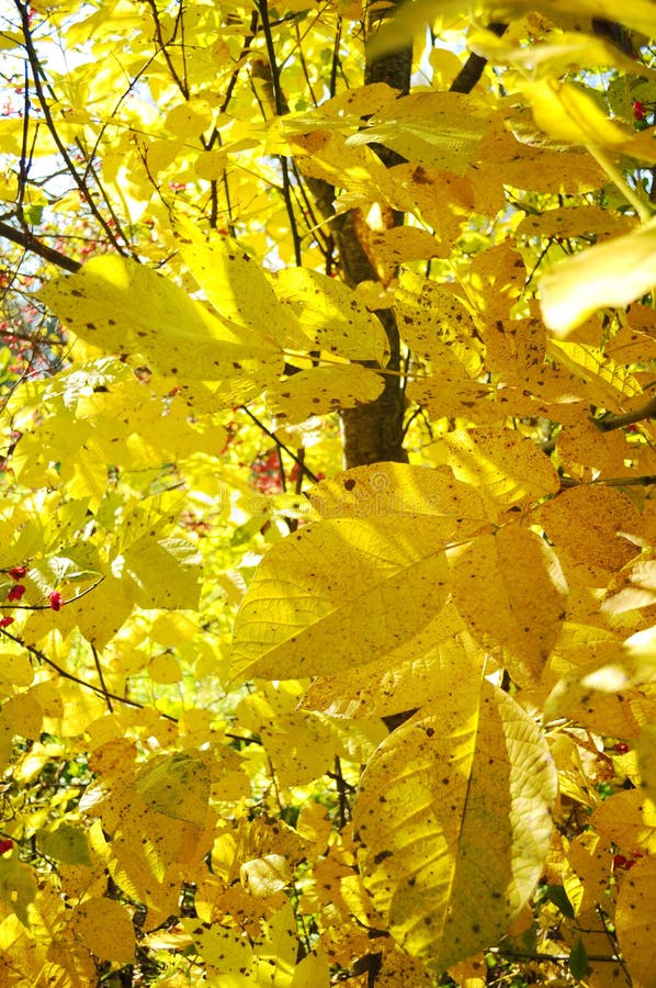 Yellow walnut leaf surface stock image. Image of forest - 34349227