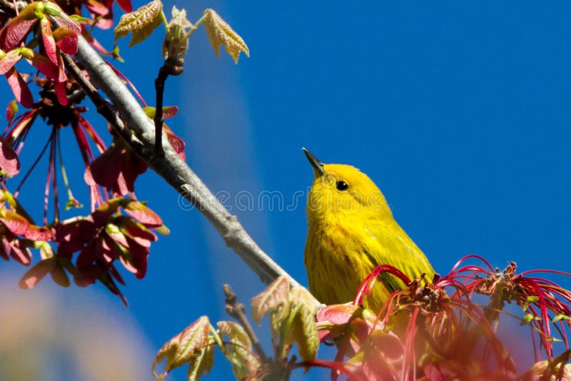 Yellow Warbler stock photo. Image of horizontal, perched - 30876842