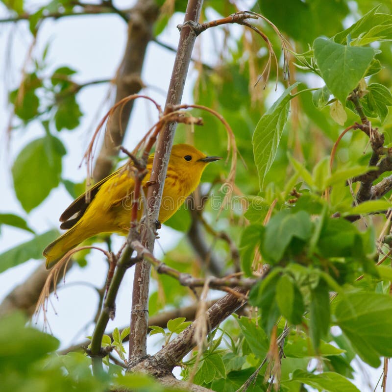 Yellow Warbler stock photo. Image of watching, branches - 31123684