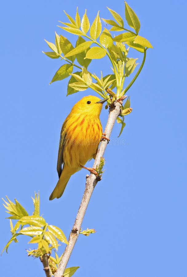 Yellow Warbler Resting on a Tree Branch Stock Photo - Image of branch ...