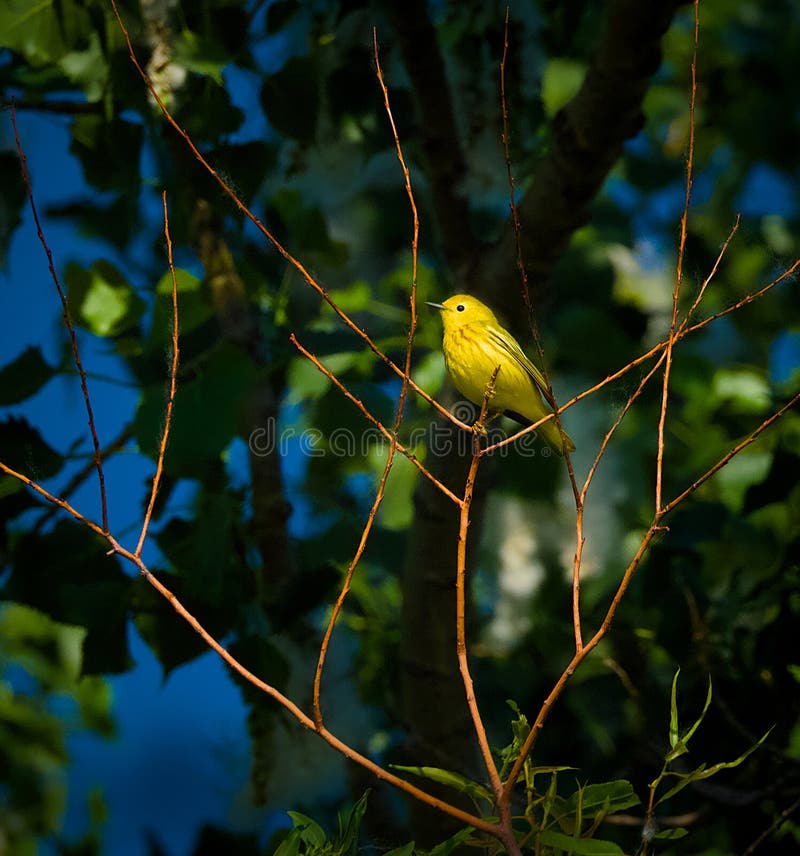 Yellow Warbler Posing on Branches in His Habitat among the Trees Stock ...