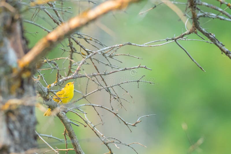 Yellow Warbler Setophaga Petechia Stock Photo - Image of birding ...