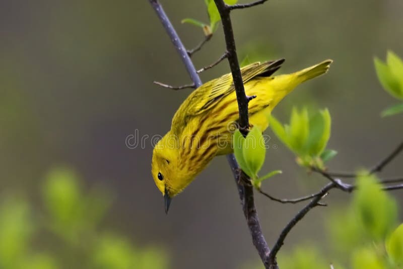 Yellow Warbler, Setophaga Petechia, Foraging in a Tree Stock Photo ...