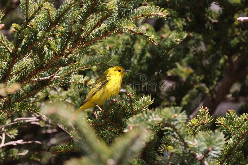 Yellow Warbler (Setophaga Petechia) Newfoundland Kanada Stock Image ...