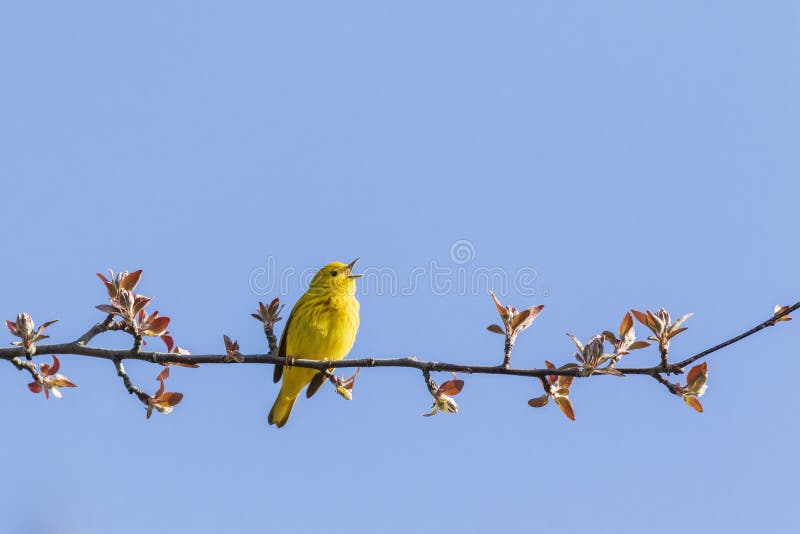 Yellow Warbler Setophaga Petechia Stock Photo - Image of migration ...