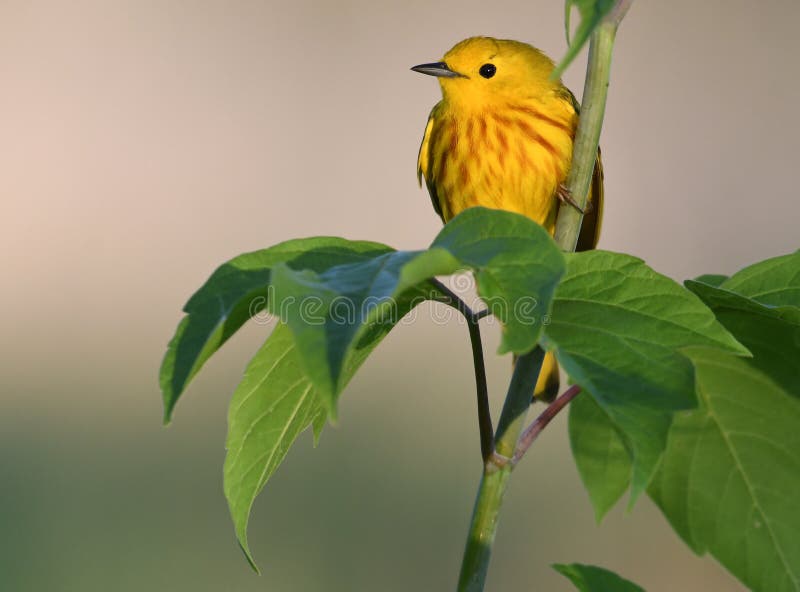 Yellow Warbler on Tree Branch Stock Image - Image of tree, nature ...