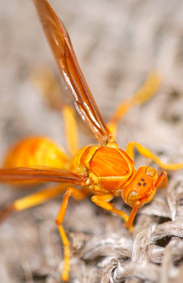 Yellow wasp stock photo. Image of colours, yellow, sting - 8594642