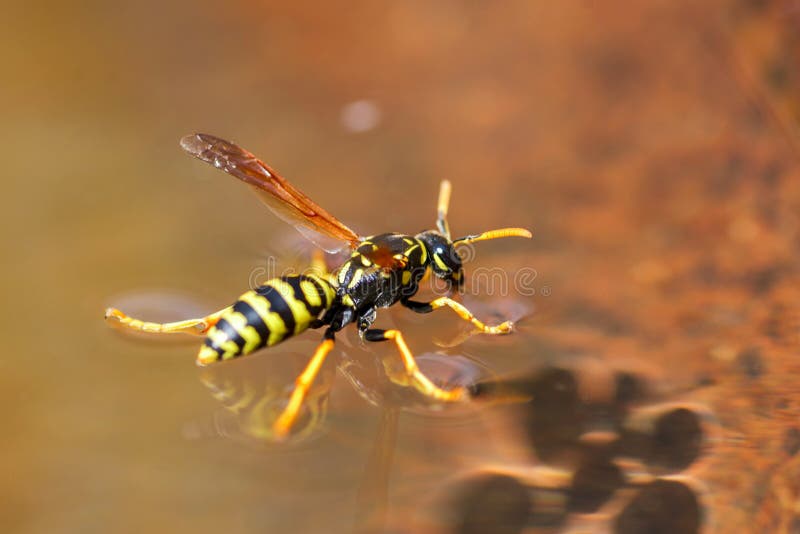Yellow Wasp Drinks Water - Insects. Close Up Macro Shot of Yellow ...