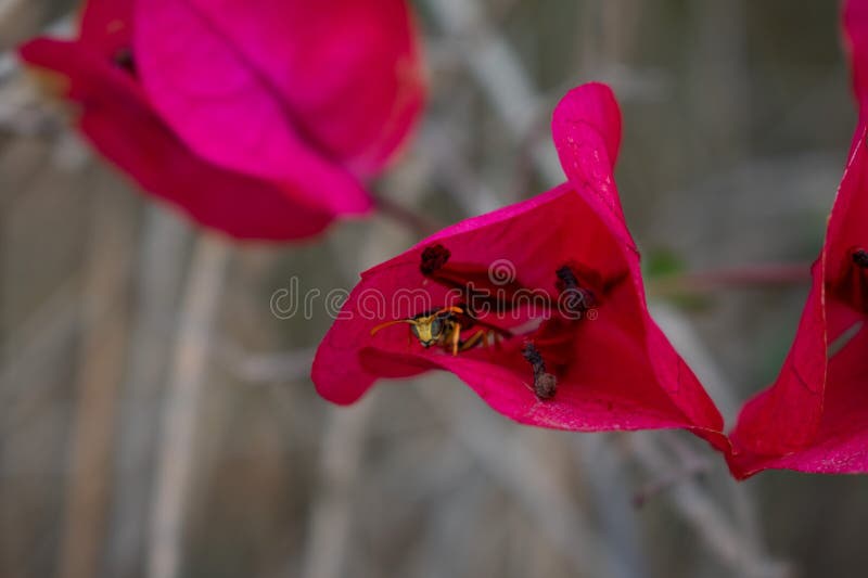 Yellow Wasp Hidden Inside a Pink Flower, Drying Off from the Rain ...