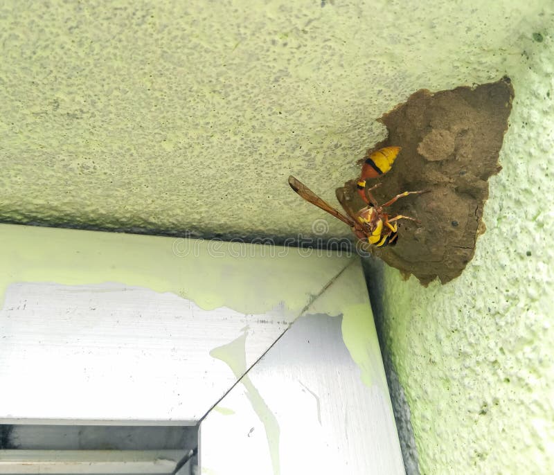 Yellow Wasp Sitting and Making Mud House in the Corner of Windows ...