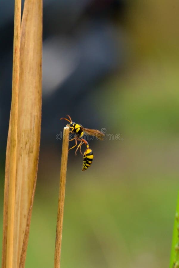 Yellow wasp on the trunk stock photo. Image of pattern - 325758160