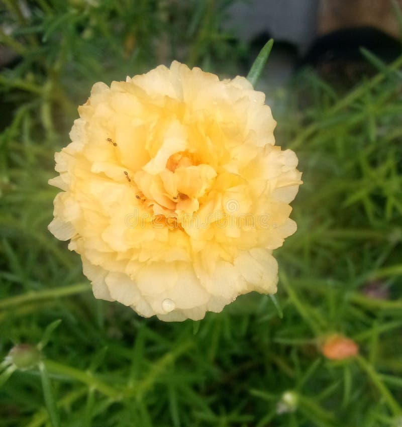 Yellow Water Flowers that Bloom Beautifully Stock Image - Image of ...