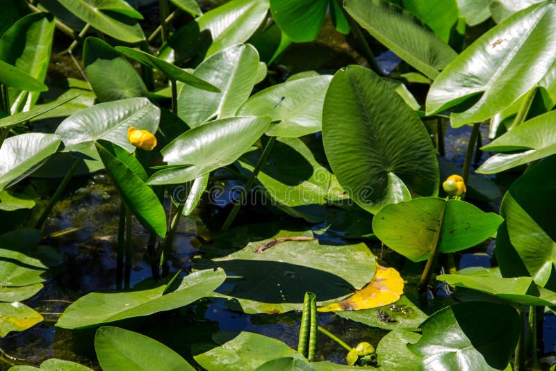 Yellow Water Flowers Nuphar Lutea Stock Image - Image of nuphar, lily ...