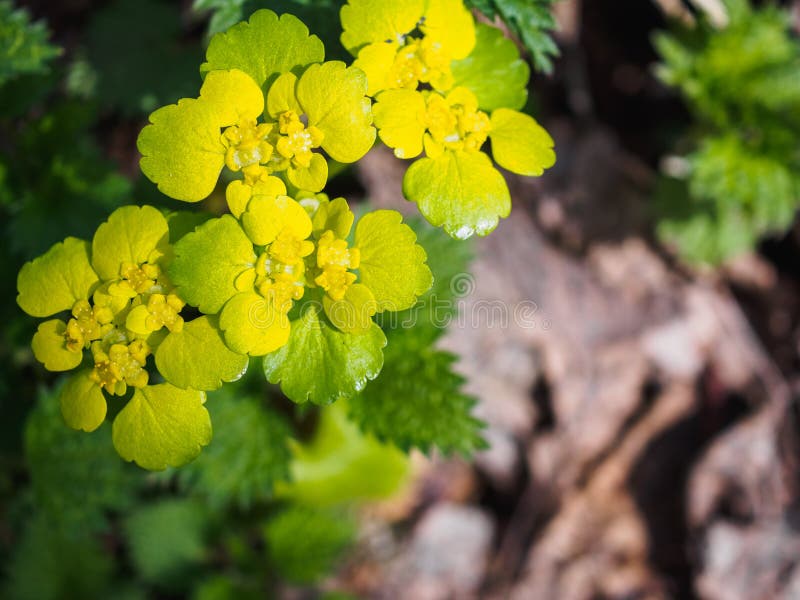 Yellow Water Flowers in the Spring Forest Stock Photo - Image of yellow ...