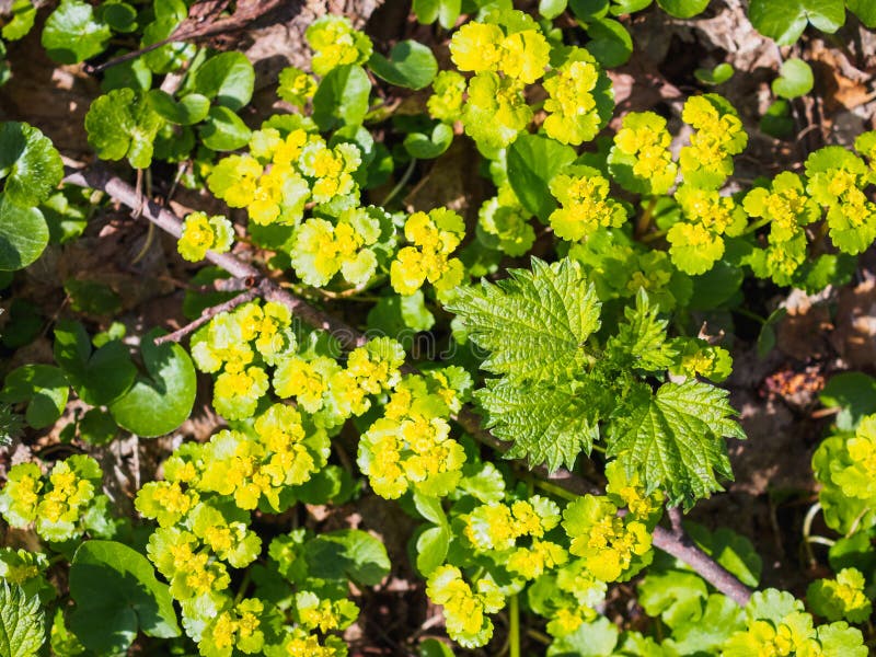 Yellow Water Flowers in the Spring Forest Stock Image - Image of ...
