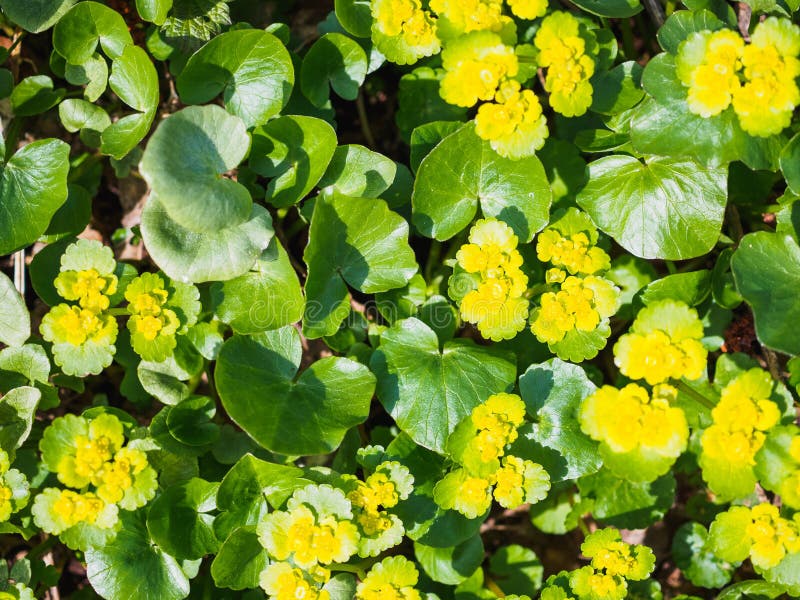 Yellow Water Flowers in the Spring Forest Stock Image - Image of flower ...